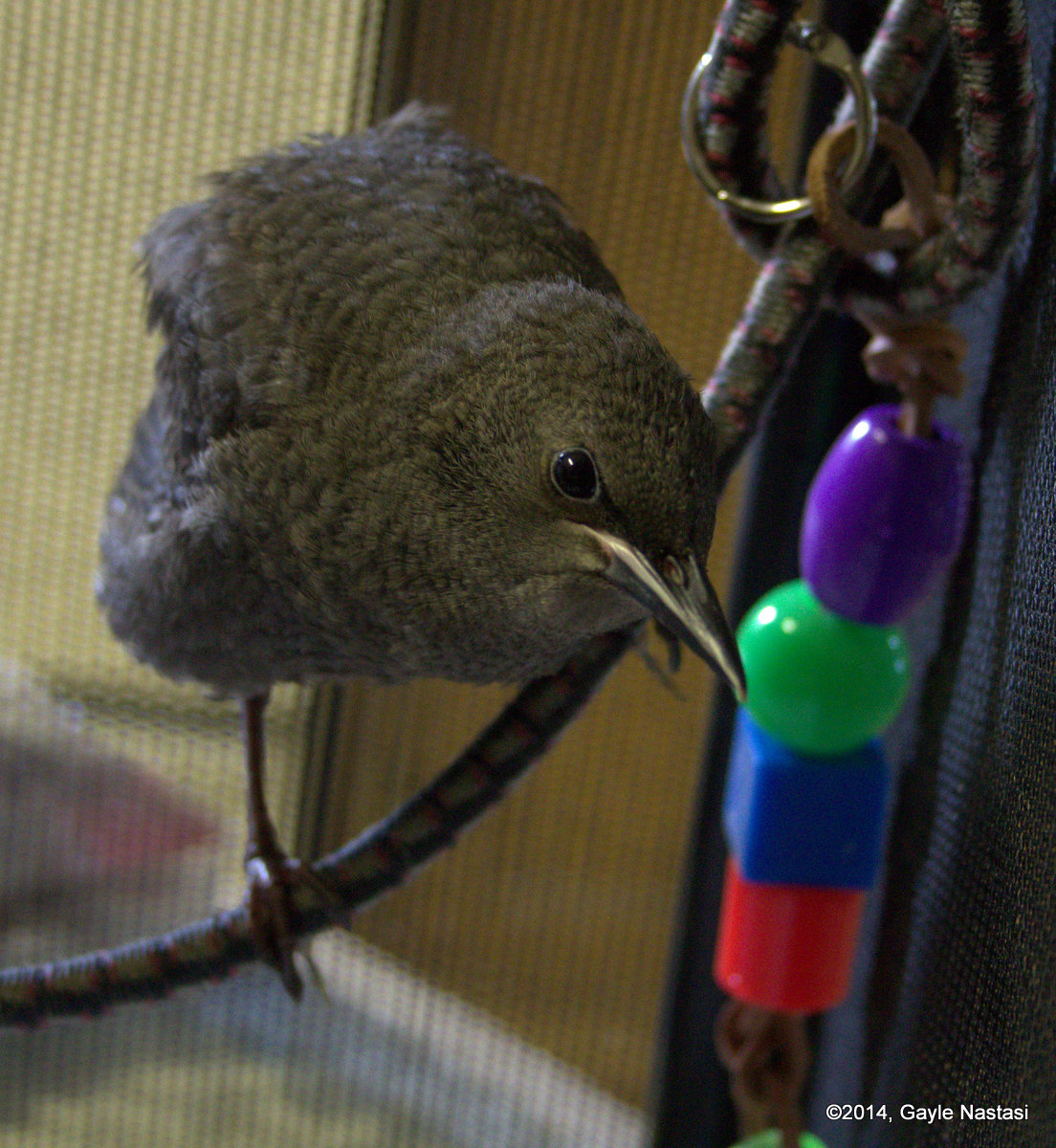 The Truth About Starlings – Gazehound's