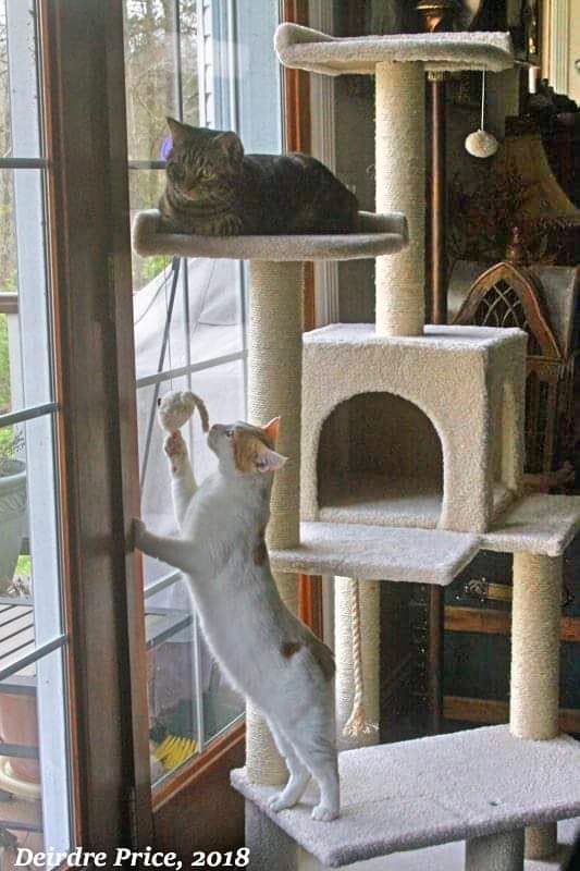 Creature Thoughts: June 2020 – A Kitty’s Gotta Scratch – Gazehound's