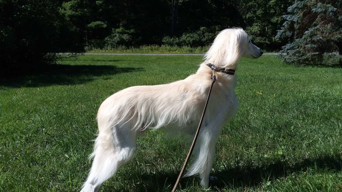 Creature Thoughts: October 2020 – Gazehound's